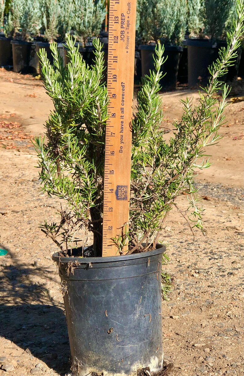 One Gallon Upright Rosemary Rosmarinus Officinalis upright - Etsy