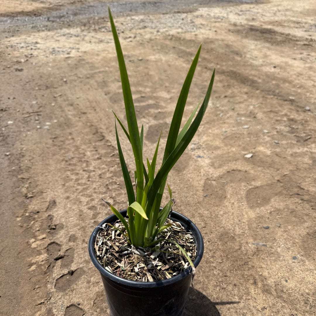 Fortnight Lily | African Iris | Dietes Iridioides - Etsy