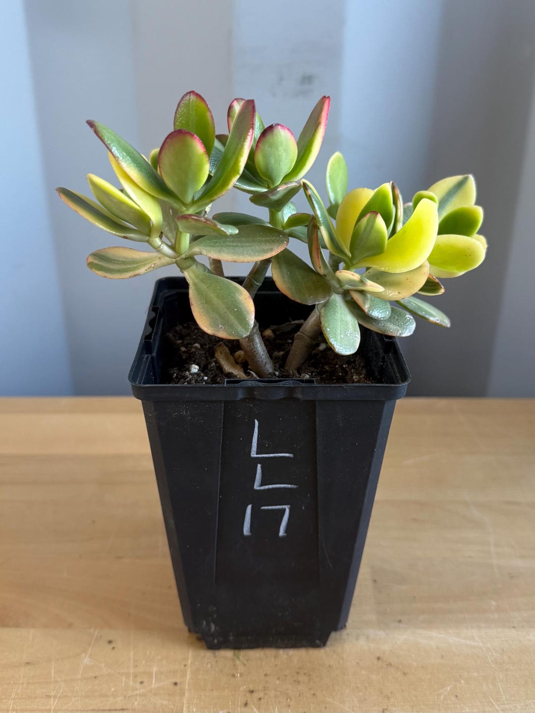 4-inch Lemon Lime Jade LL17 | Crassula Ovata 'lemon & Lime' - Etsy
