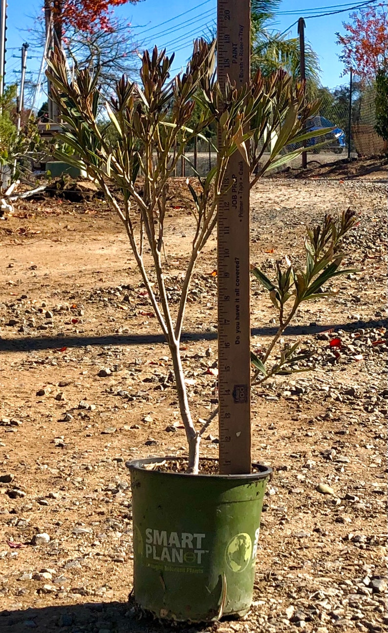 One Gallon 'hardy Red' Oleander Nerium Oleander FREE SHIPPING - Etsy