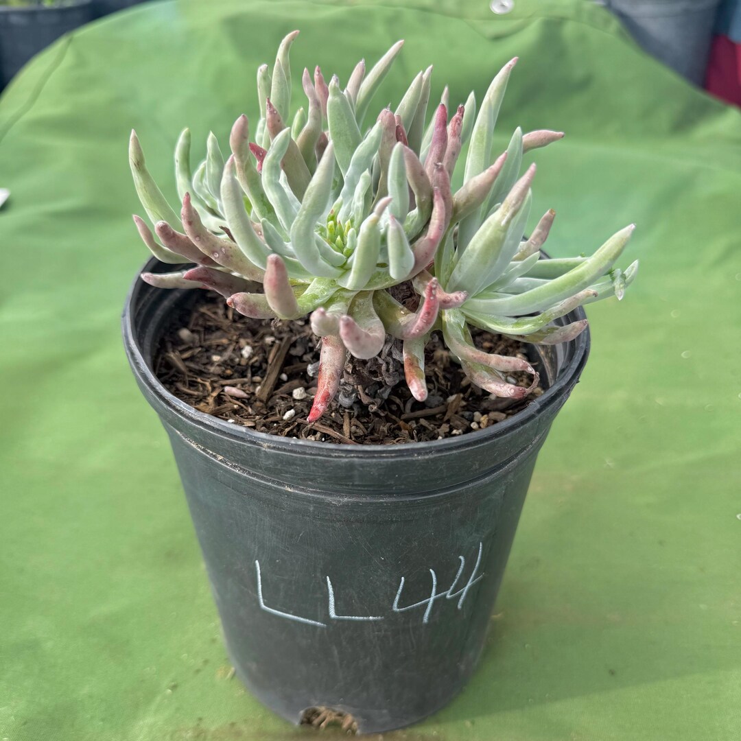 Bright Green Dudleya (LL44) | Dudleya Virens Ssp. Hassei - Etsy