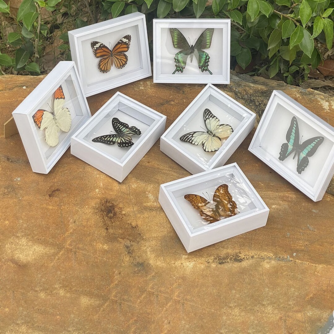 Real Butterfly Specimen Original Butterfly in Frameethically - Etsy UK
