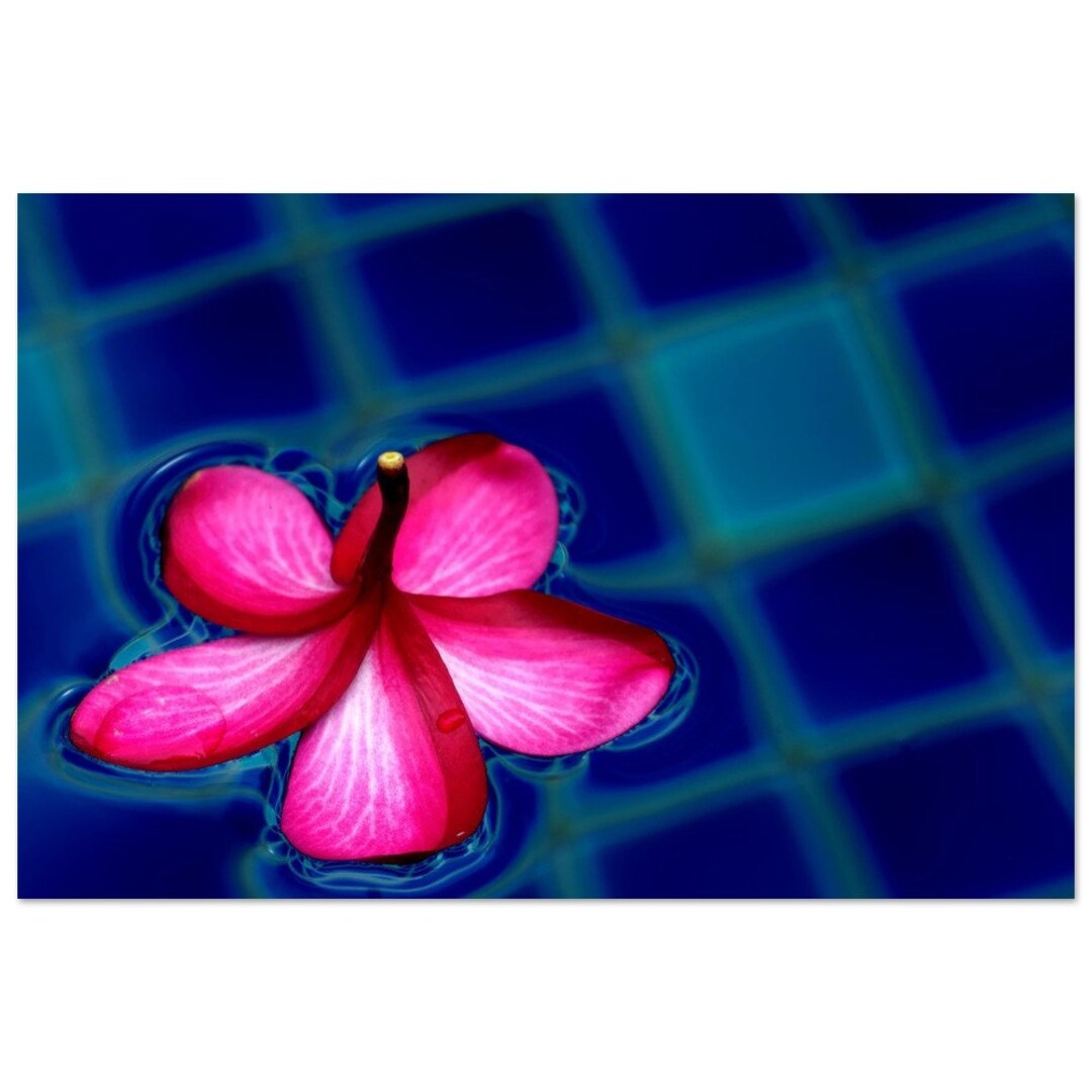 Floating Flower Petal in Pool - Etsy