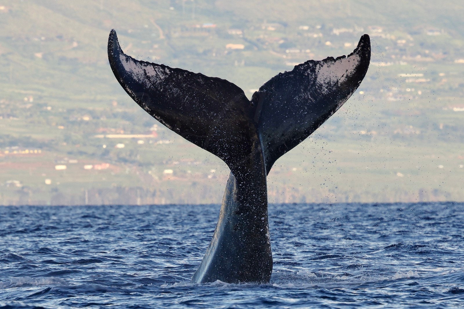 Maui Whale Tails | Whale Fluke | Humpback Whale Tail | Made on Maui - Etsy
