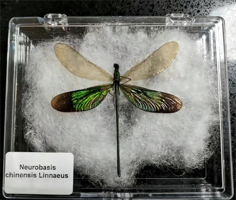 Dragonfly Specimen Real Insects Have Spread Wings Boxed Children's Gifts Handmade Creative ...
