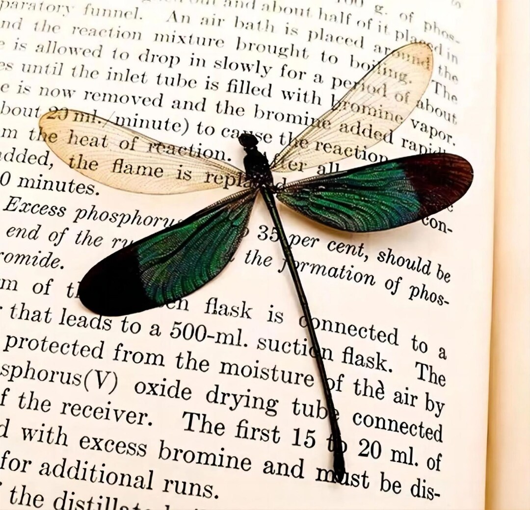 Dragonfly Specimen Real Insects Have Spread Wings Boxed Children's Gifts Handmade Creative ...