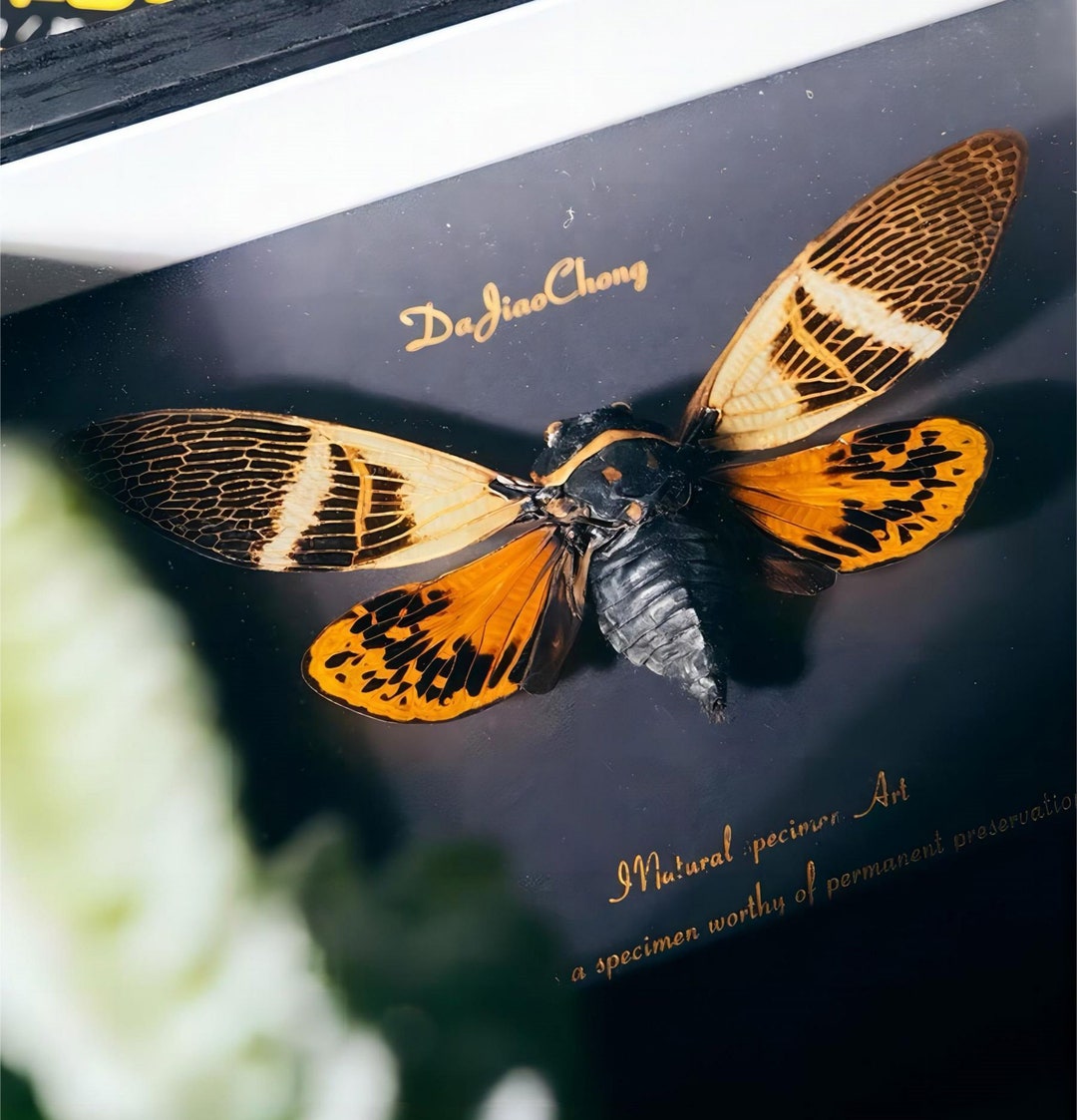 Insect Specimens in Transparent Boxes, Natural Cicadas, Insect ...