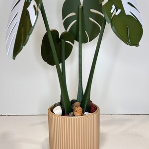 Monstera Coaster Plant With Custom Pot - Etsy