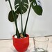 Monstera Coaster Plant With Custom Pot - Etsy