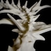 Tail Furry Skull Cosplay Costume - Etsy