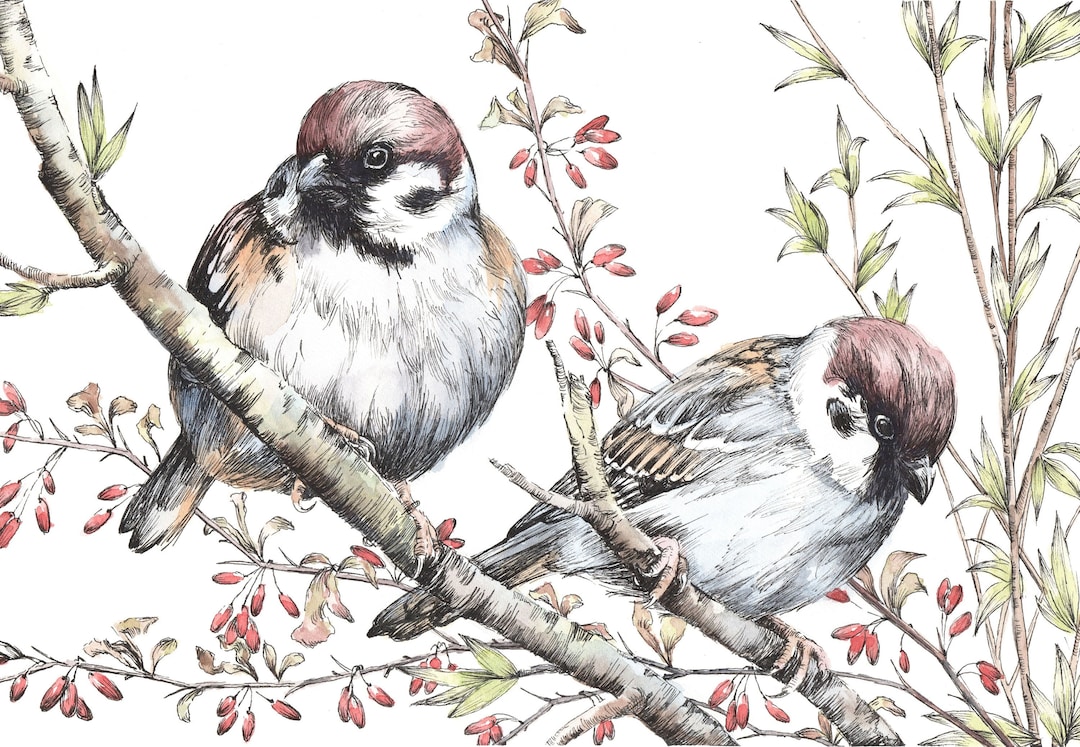 Sparrows Art Print of Ink and Watercolour Illustration Bird Art - Etsy