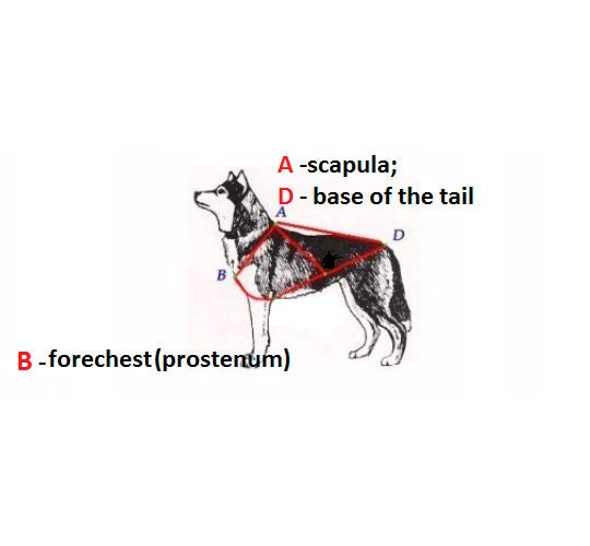 X-back Harness_dog Sledding Harness_sledding Collar_dog Harness_dog ...