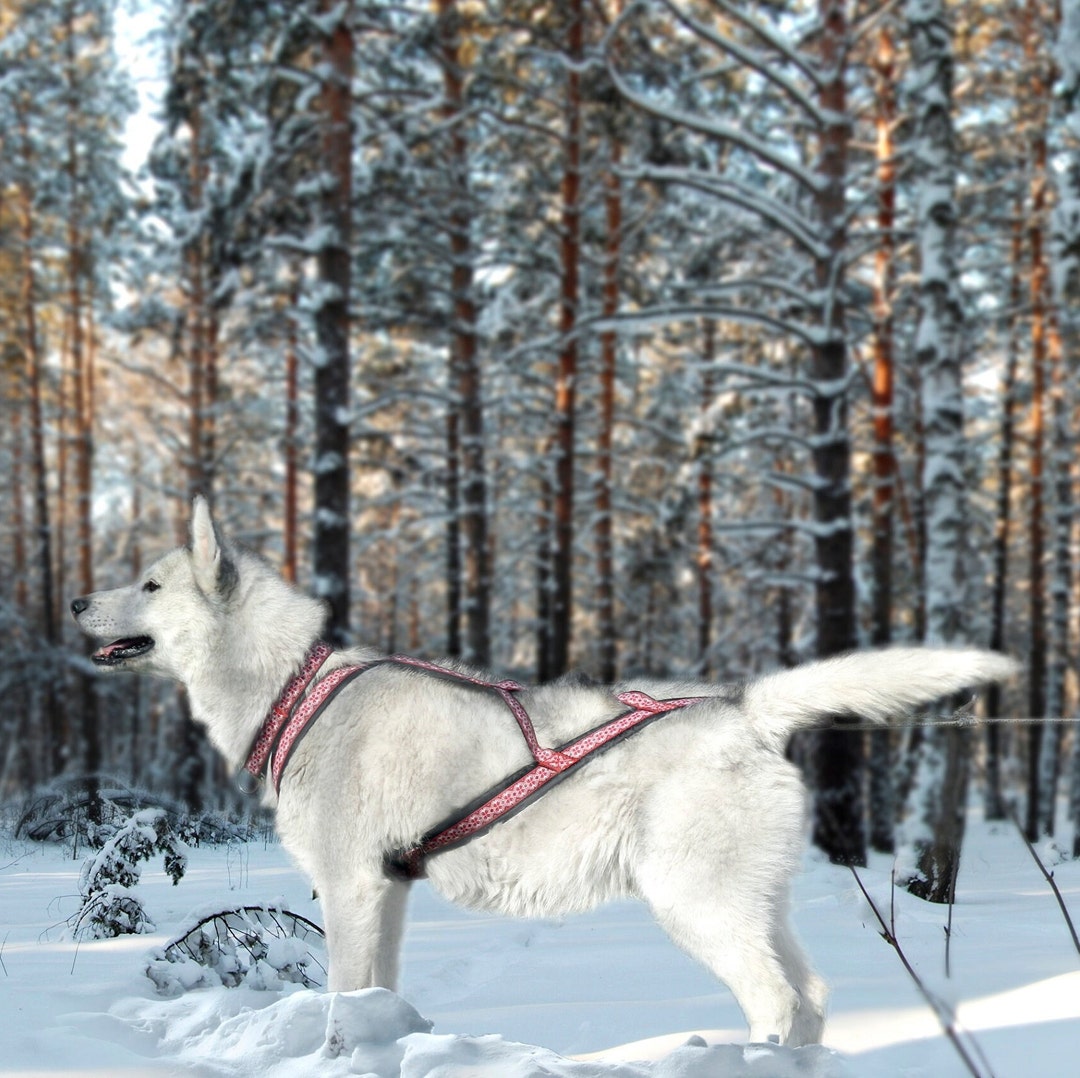 X-back Harness_dog Sledding Harness_sledding Collar_dog Harness_dog ...
