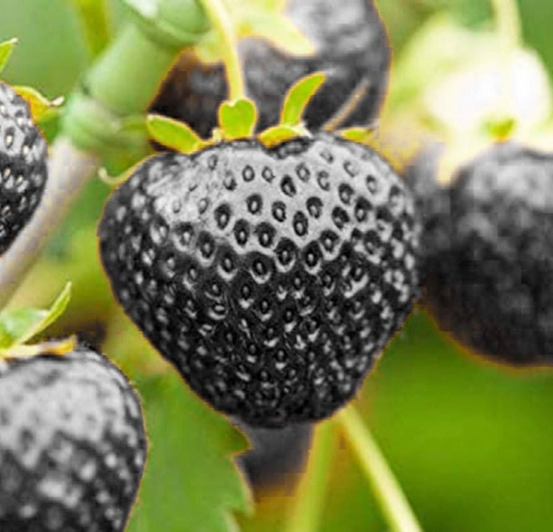 Black Strawberry Seeds, Rare Yummy Strawberries, Fruit Seed, 200 Seed, Yummy Seed, Vegetable ...