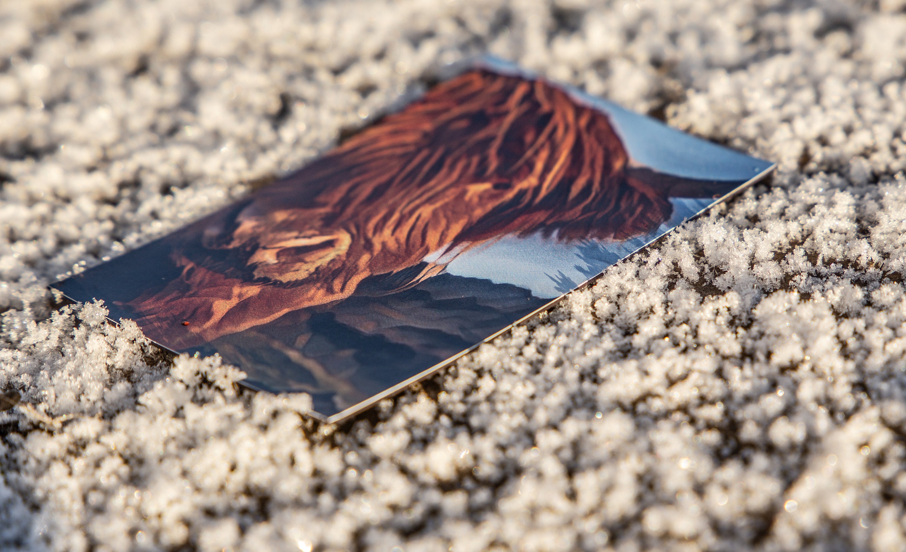 Highland Cow Fridge Magnet - Etsy