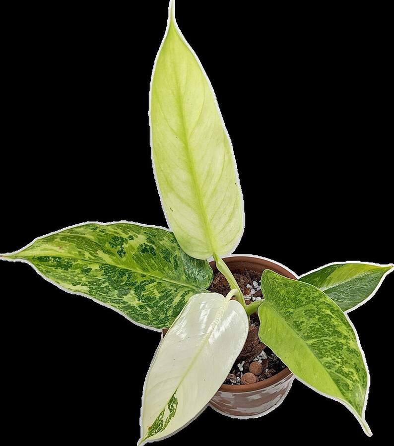 Philodendron Jose Buono High Variegation Fast Shipping US Seller - Etsy