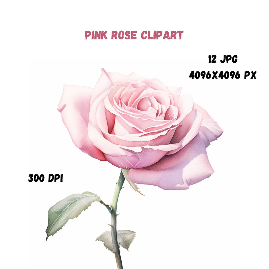 Pink Rose Clipart, Printable Wall Art, Valentines Prints, Digital Pink ...