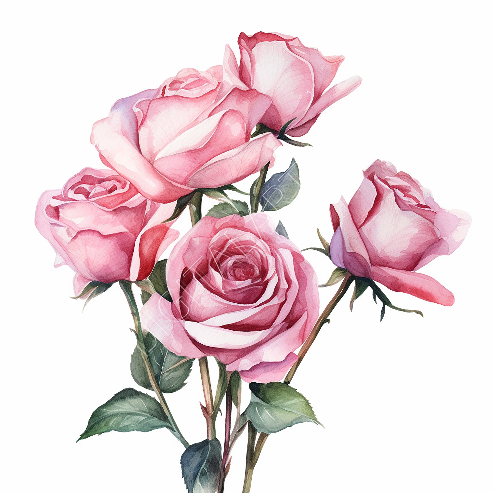 Pink Roses Watercolor Clipart, Printable Wall Art, Valentine's Day ...