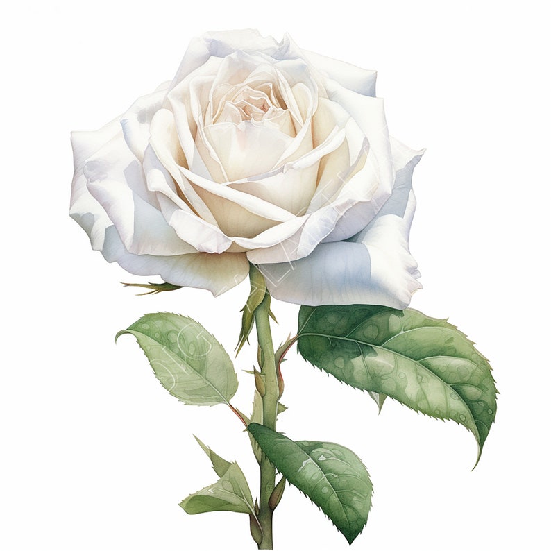 White Rose Clipart, Printable Wall Art, Valentines Prints, Digital ...