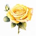 Yellow Rose Clipart, Printable Wall Art, Valentines Prints, Digital ...