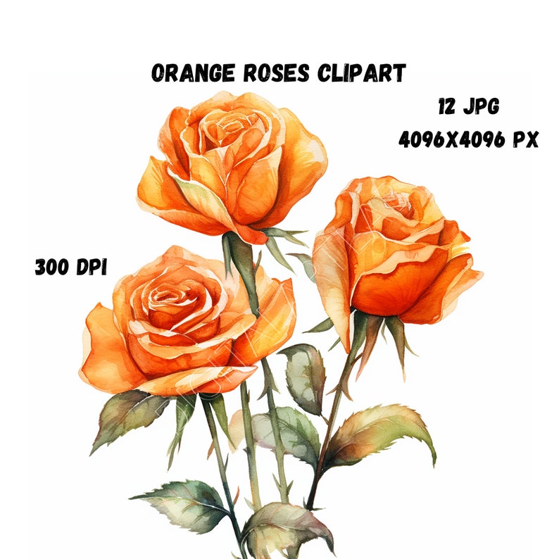 Orange Roses Clipart, Printable Wall Art, Valentines Prints, Digital ...