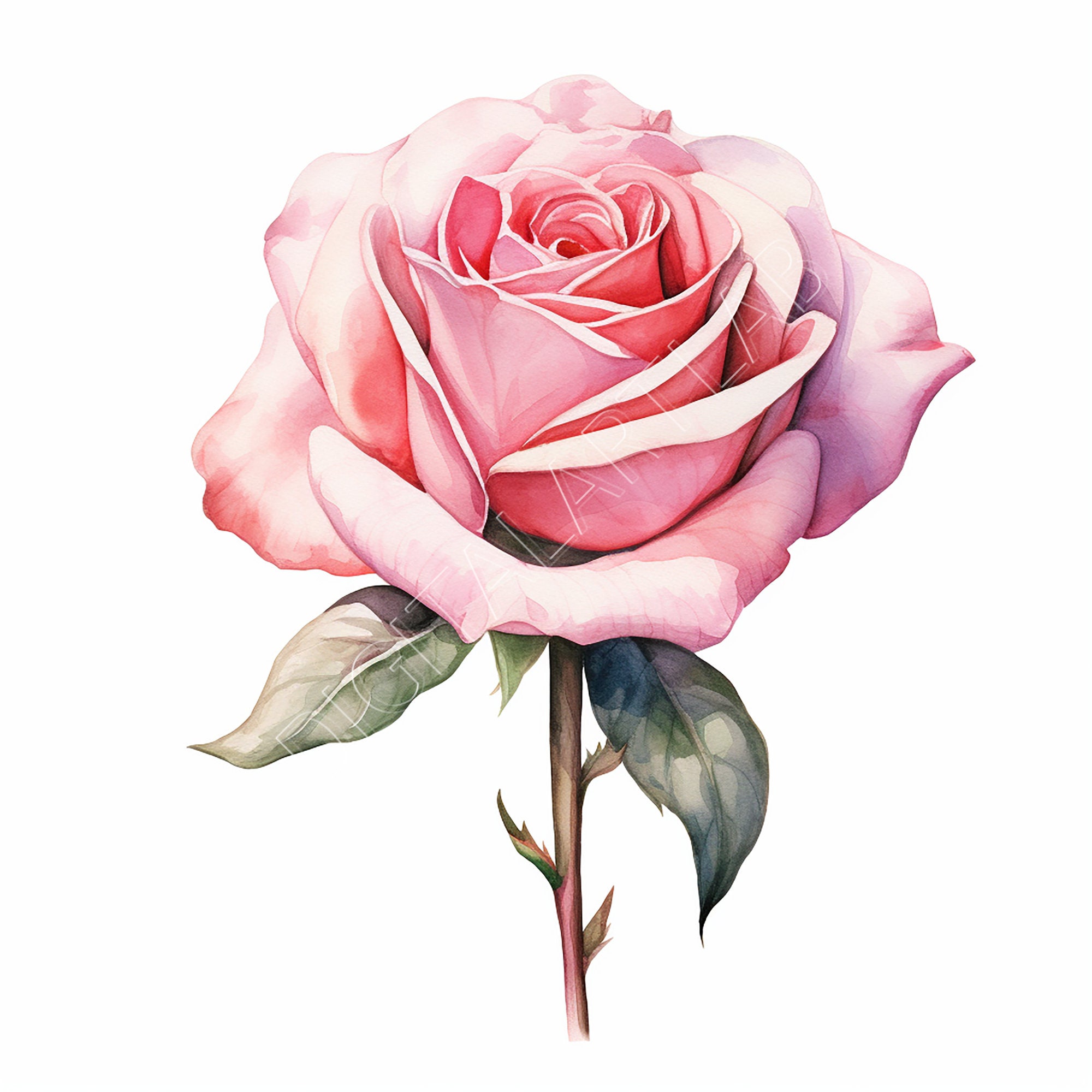 Pink Rose Clipart, Printable Wall Art, Valentines Prints, Digital Pink ...