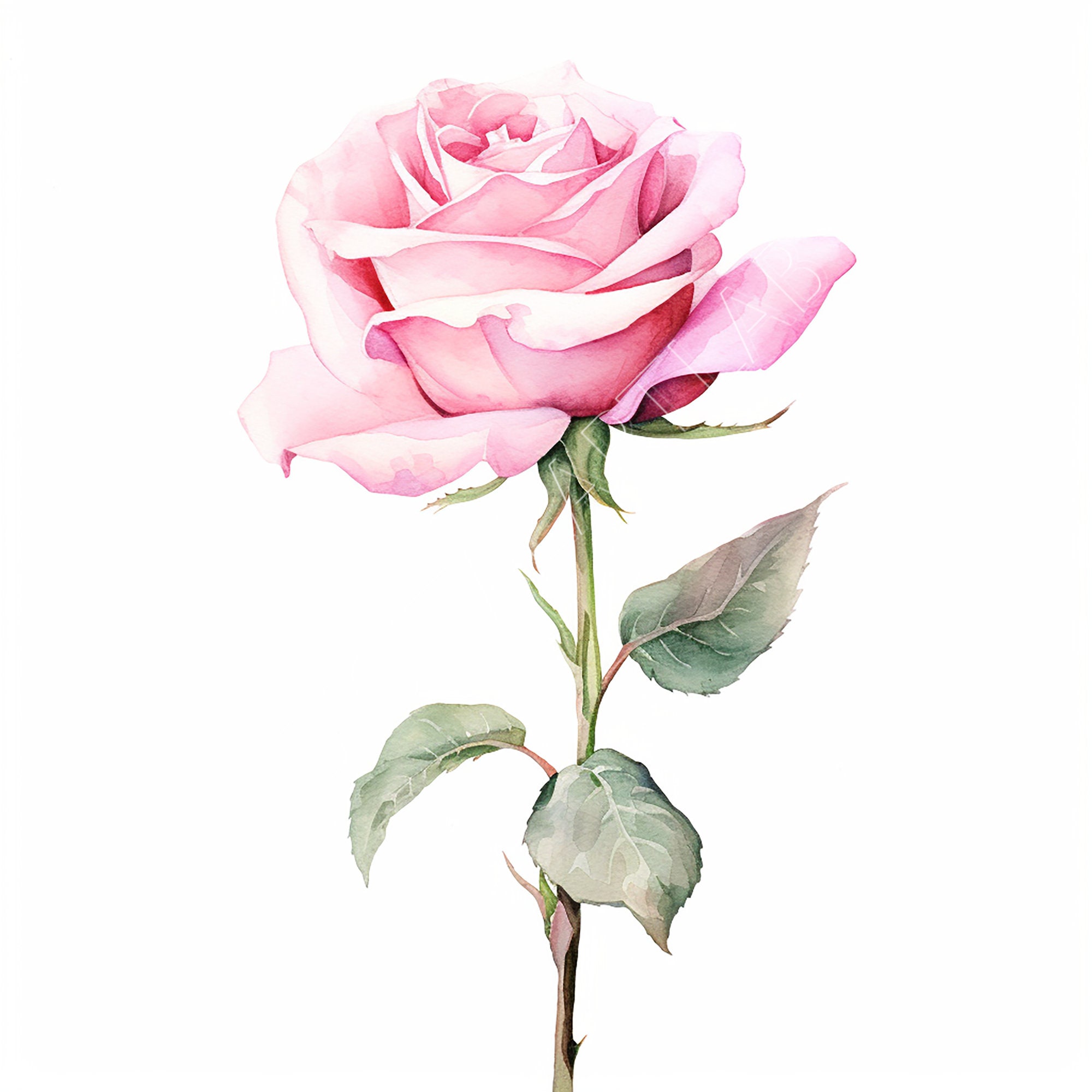 Pink Rose Clipart, Printable Wall Art, Valentines Prints, Digital Pink ...