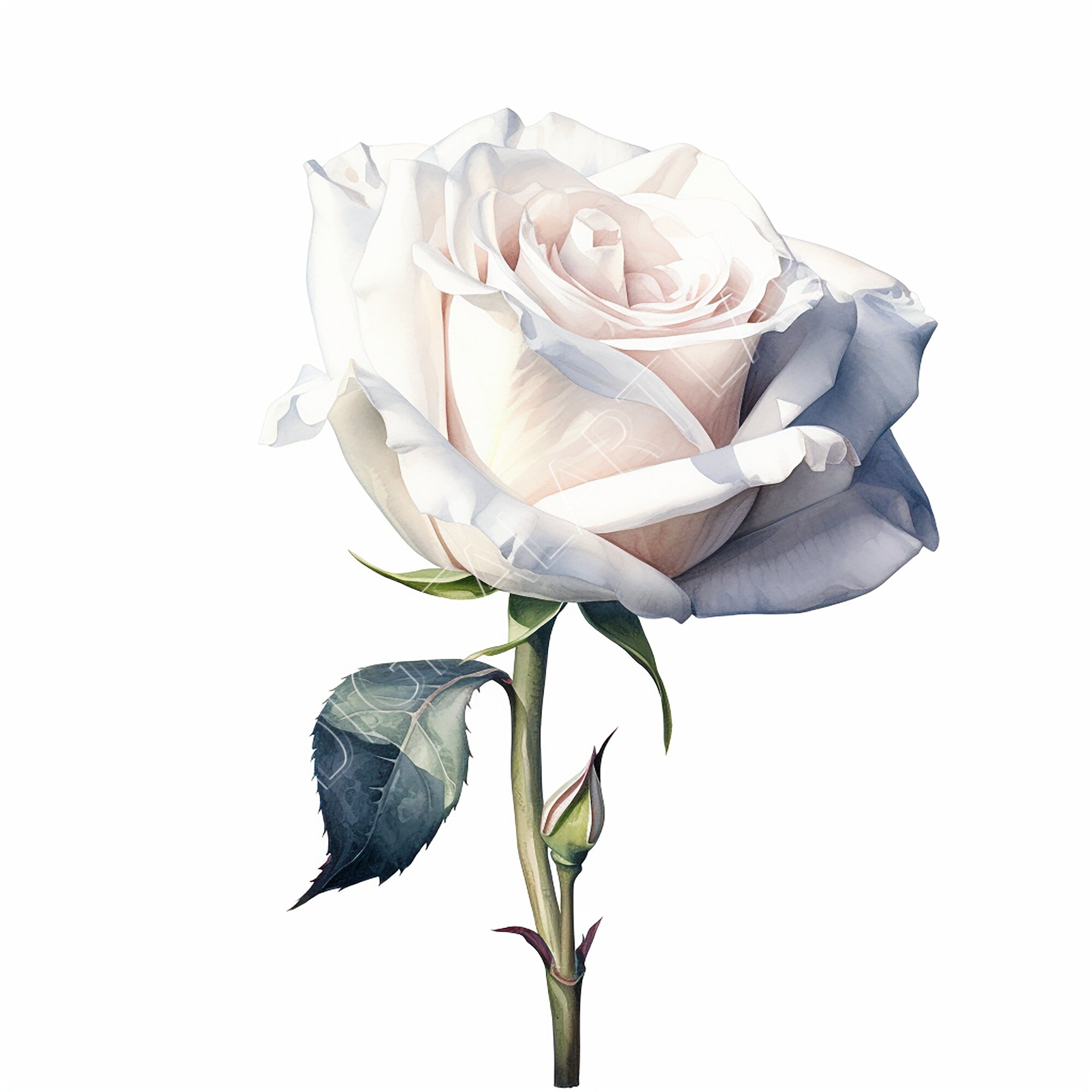 White Rose Clipart, Printable Wall Art, Valentines Prints, Digital ...