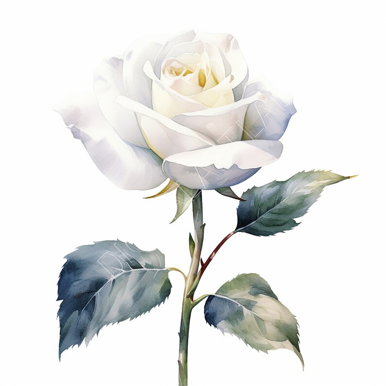 White Rose Clipart, Printable Wall Art, Valentines Prints, Digital ...