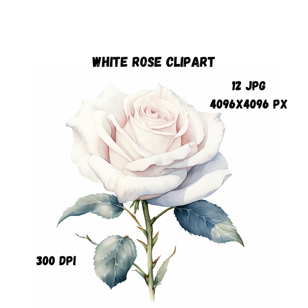 White Rose Clipart, Printable Wall Art, Valentines Prints, Digital ...