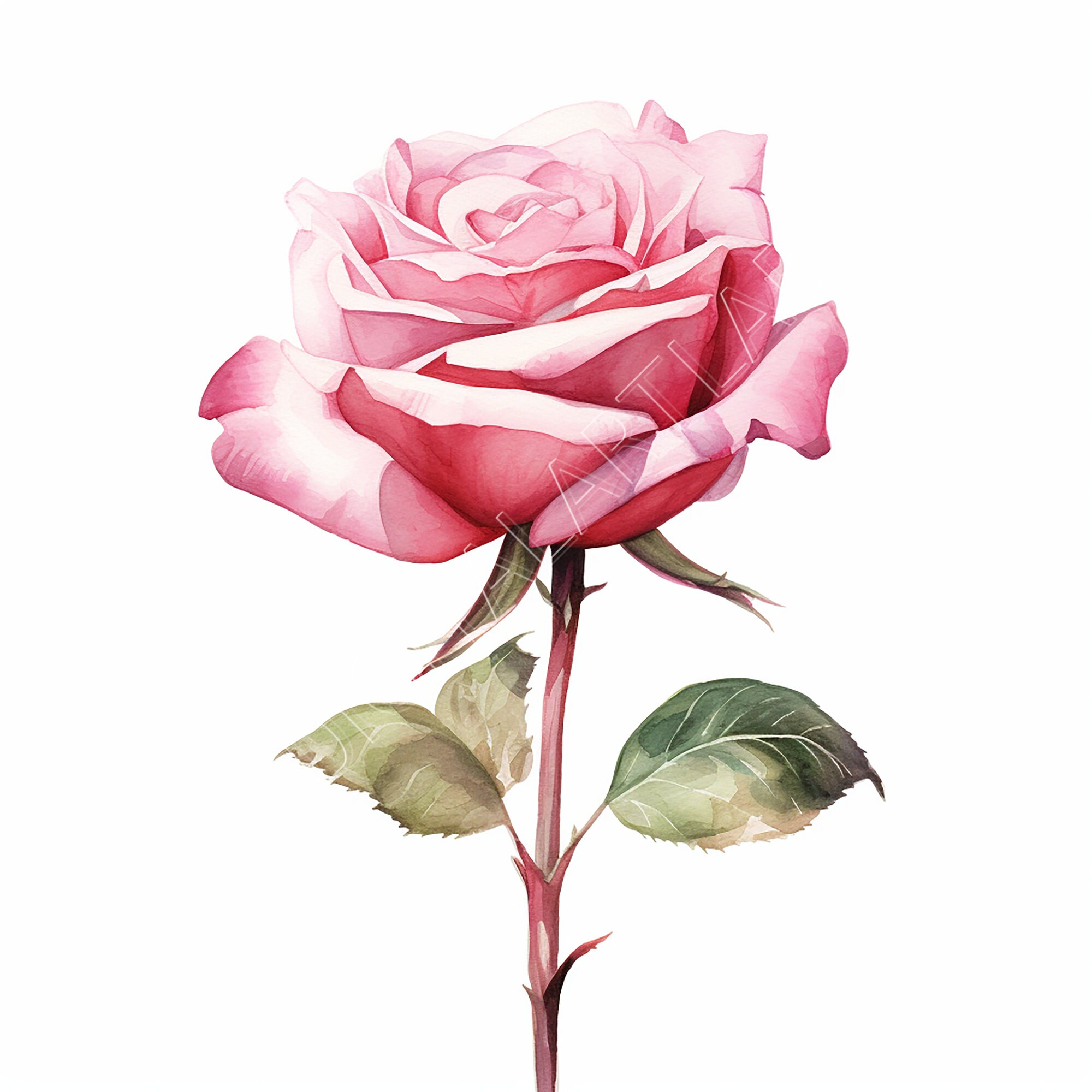 Pink Rose Clipart, Printable Wall Art, Valentines Prints, Digital Pink ...