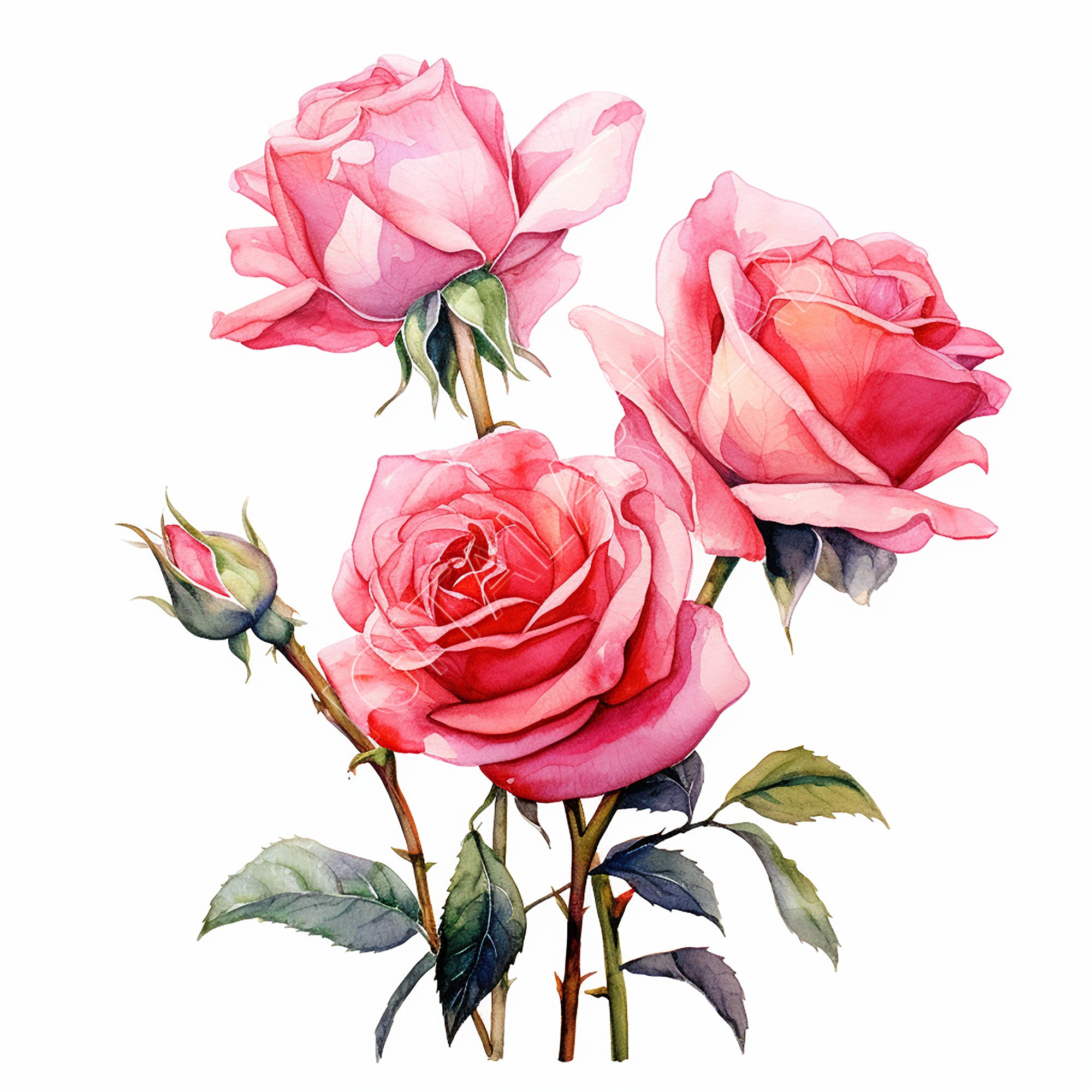 Pink Roses Watercolor Clipart, Printable Wall Art, Valentine's Day ...