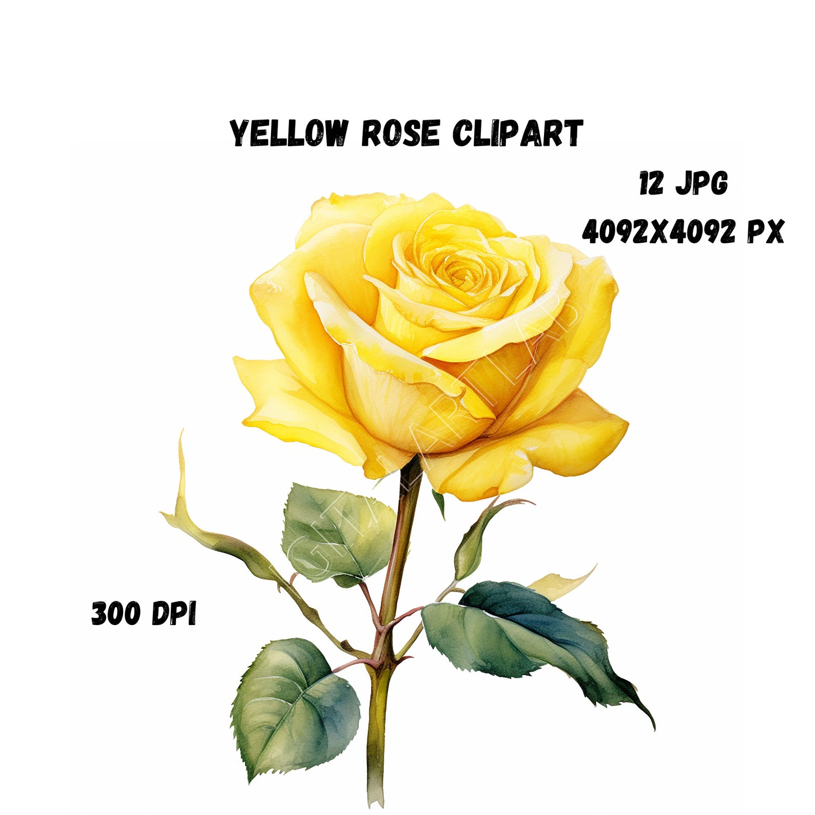 Yellow Rose Clipart, Printable Wall Art, Valentines Prints, Digital ...