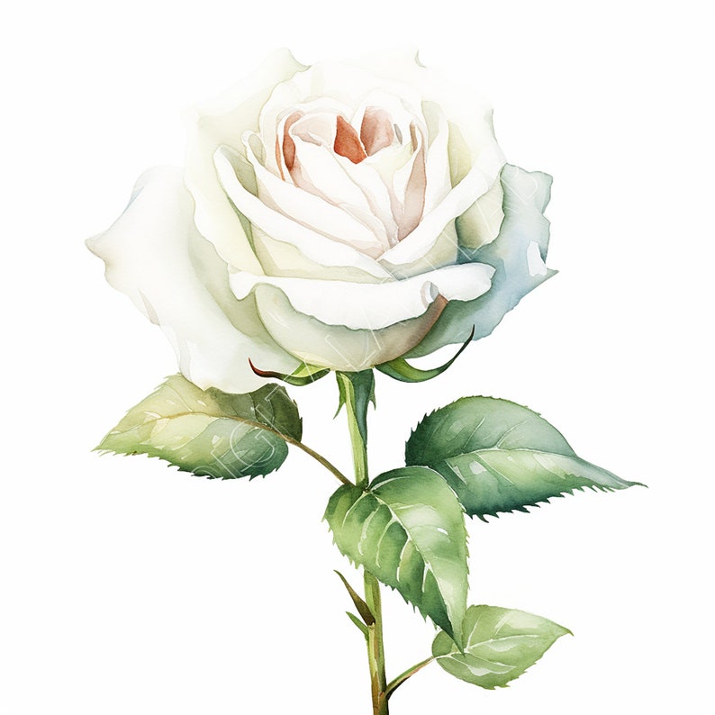 White Rose Clipart, Printable Wall Art, Valentines Prints, Digital ...