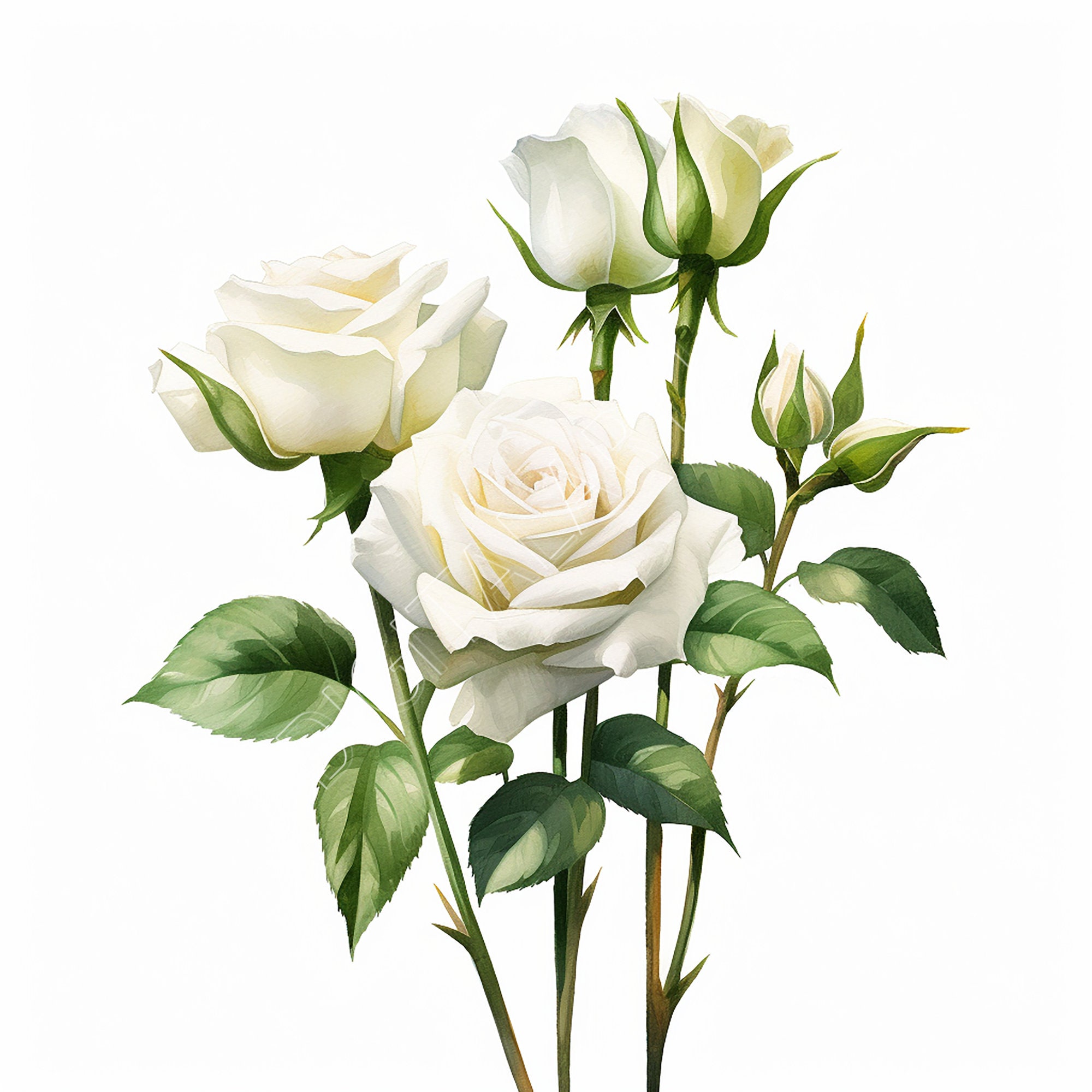White Roses Clipart, Printable Wall Art, Valentines Prints, Digital ...