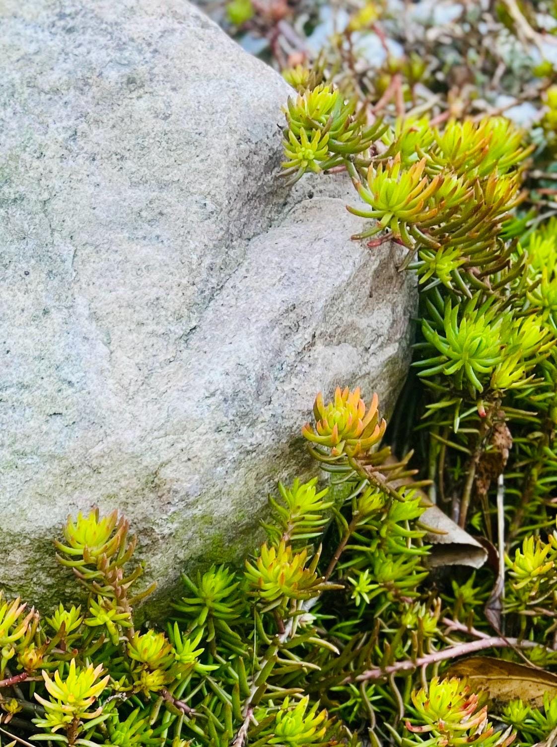 Sedum Rupestre ‘angelina’ - Live Perennial Succulent Ground Cover ...