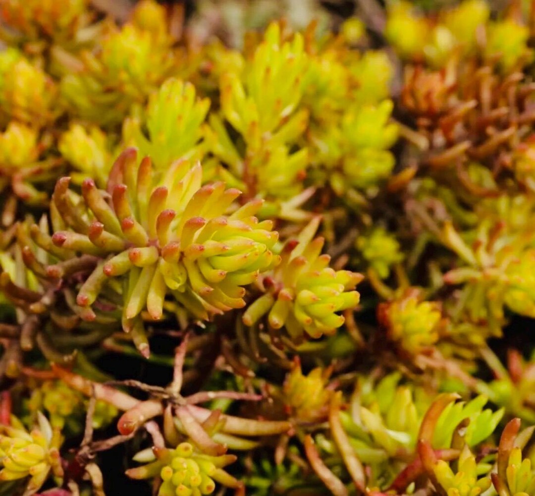 Sedum Rupestre ‘angelina’ - Live Perennial Succulent Ground Cover ...