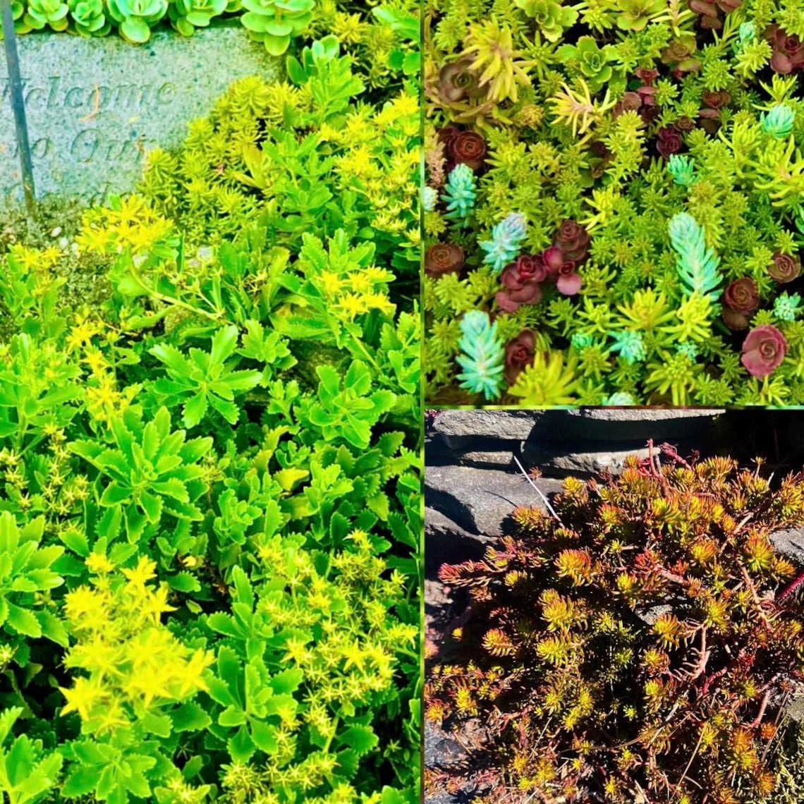Cold Hardy Sedum Succulent Ground Cover Mix: Rock Garden Plugs ...