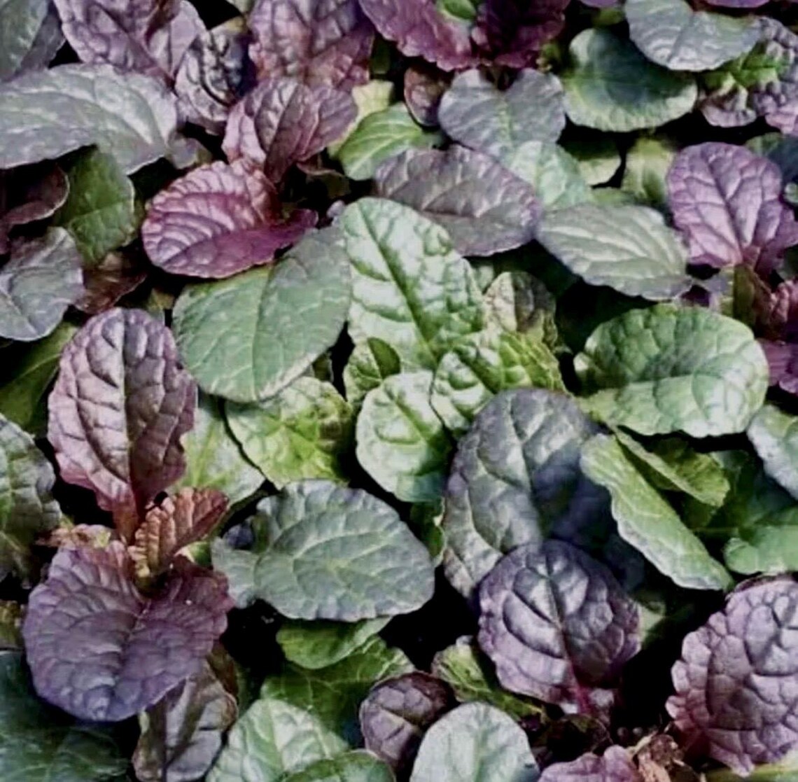 10 Ajuga Bugleweed Perennial BARE ROOTED Ground Cover Plants - Etsy