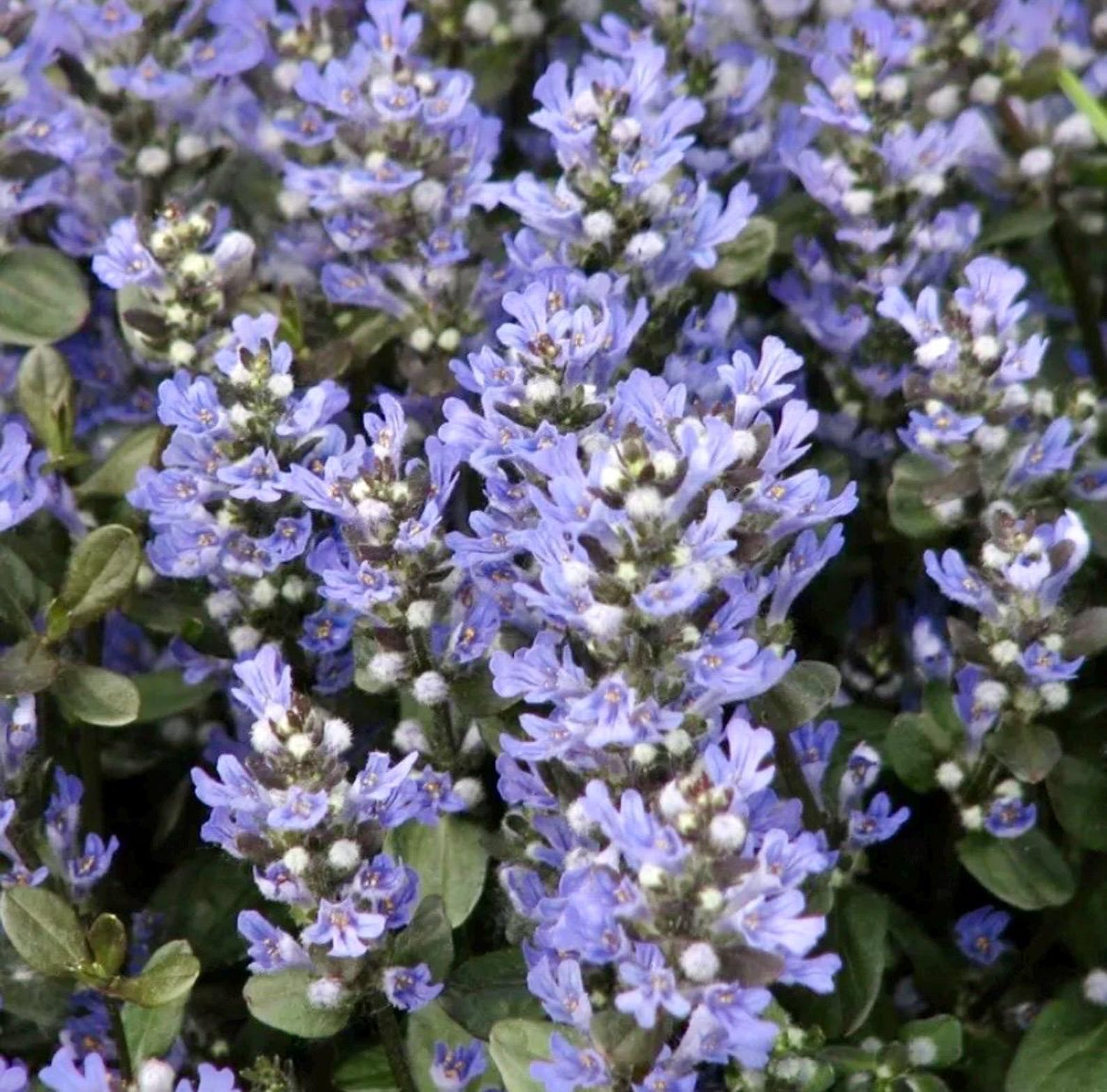 10 Ajuga Bugleweed Perennial BARE ROOTED Ground Cover Plants - Etsy
