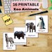 Zoo Animals Editable Flashcards | Digital Flash Cards | Printable Flash ...