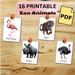 Zoo Animals Editable Flashcards | Digital Flash Cards | Printable Flash ...