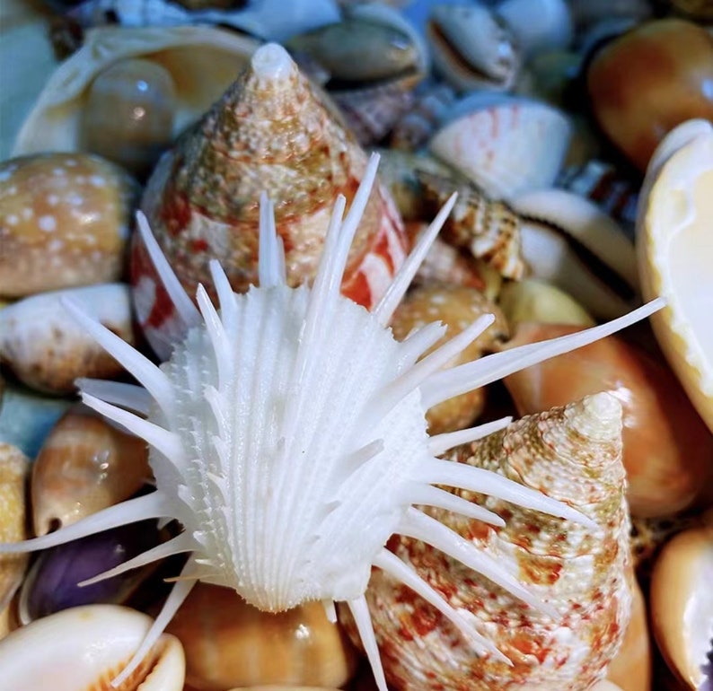 Snow-white Shells Spondylus Imperialis Imperial Oyster Nature ...