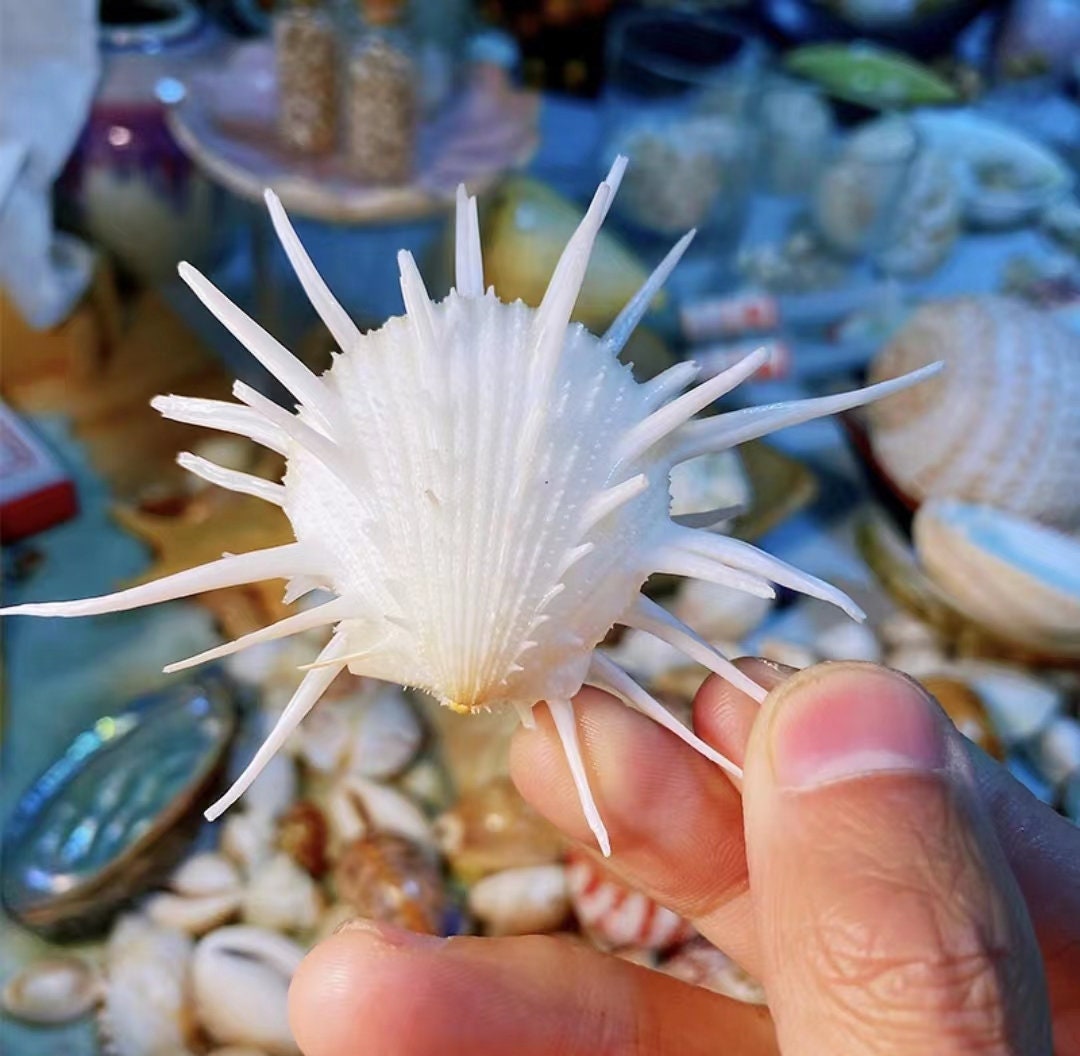 Snow-white Shells Spondylus Imperialis Imperial Oyster Nature ...