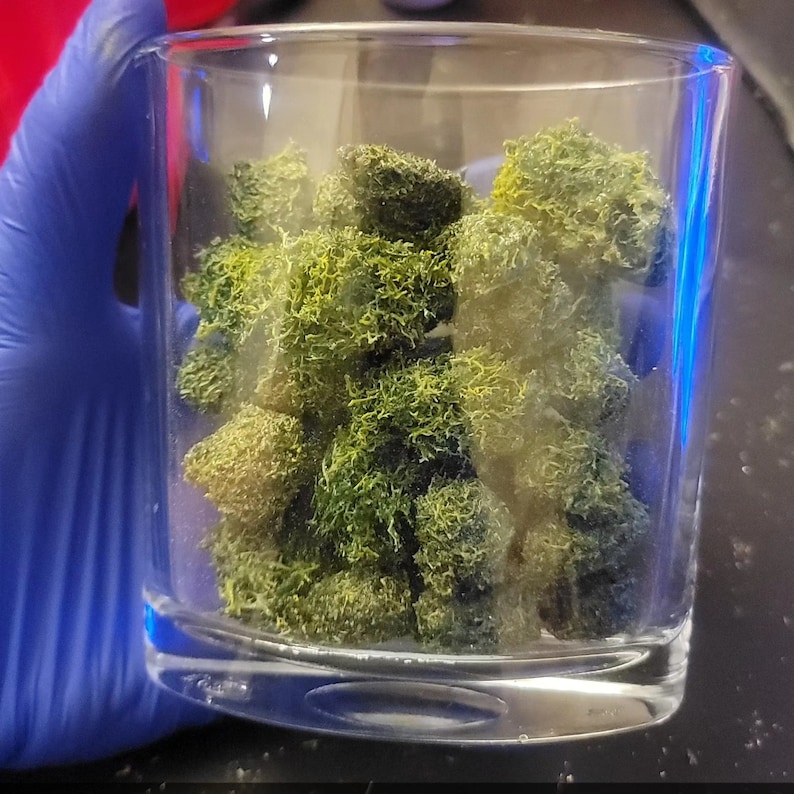 Forever Nugs Faux Cannabis Fake Weed Elevate Your Display Retail ...