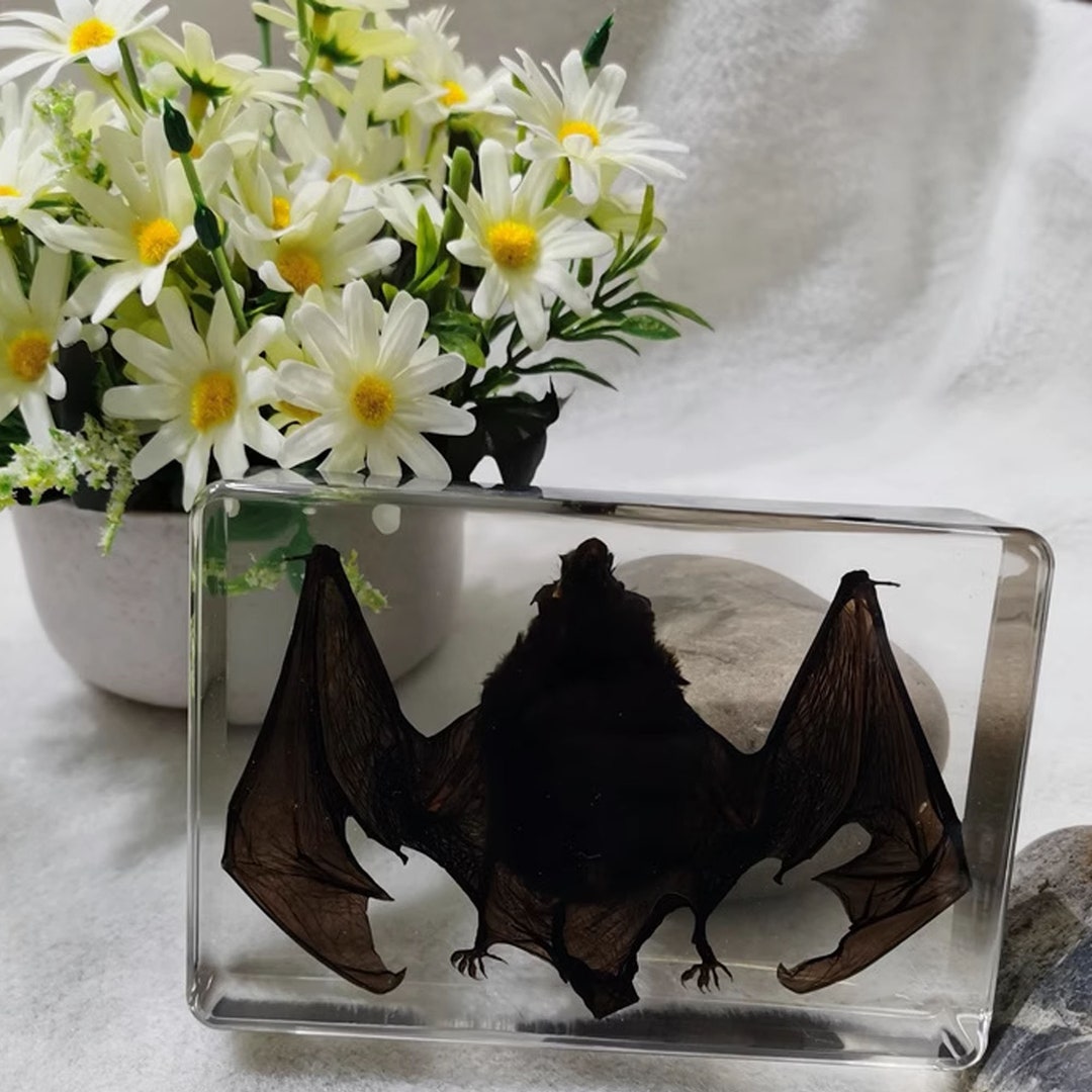 Real Bat in Resin Taxidermy, Acherontia Entomology Mounted Hawkmoth Butterfly Insect Specimen ...