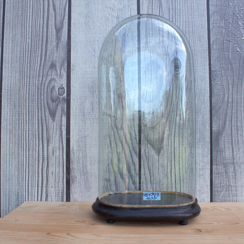 Antique Large Oval Glass Dome Bell Jar Victorian Era Wooden Base 18.89 ...