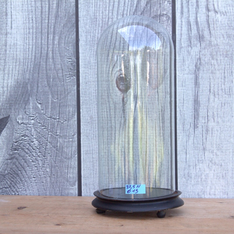 Glass Dome Display - Etsy