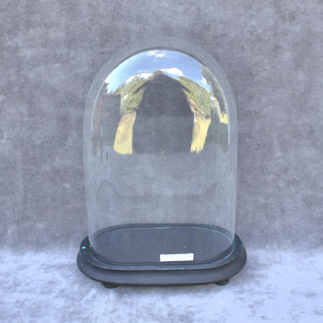 Antique Oval Glass Dome Bell Jar Victorian Era Black 12.99 X 8.86 X 4. ...