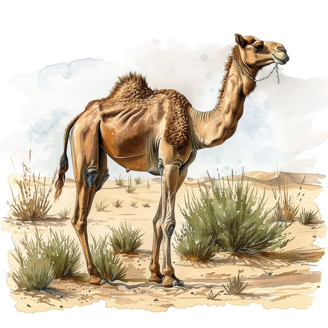 Camel Clipart Bundle 23 Camel Clipart SVG PNG Commercial Use Camel ...